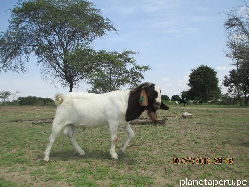 Cabritos Raza Bóer y Saanen en Chiclayo