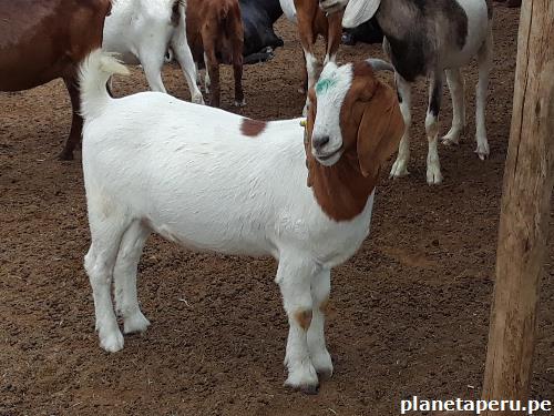 Cabritos Raza Bóer y Saanen en Chiclayo