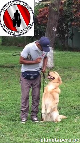 Adiestramiento Canino Lima - Vip Dog Training en Miraflores: horarios