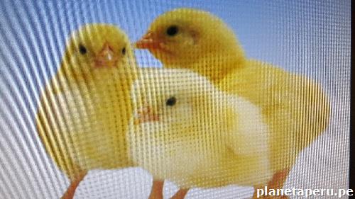 Venta de Pollos bb a Nivel Nacional: teléfono y horarios - Calle 49 Xx2 ...