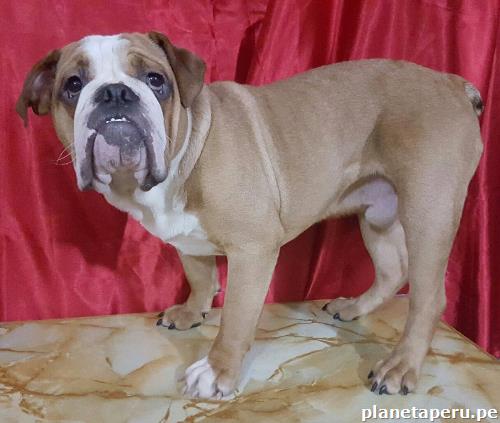 Bulldog Inglés Macho en San Juan de Miraflores