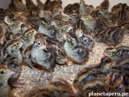 Huevos de codorniz seleccionados en Puente Piedra