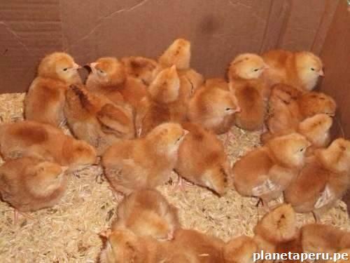 Venta De Pollo Bb, Patos, Gallinas, Pavos.: teléfono - Jr. Rafael ...