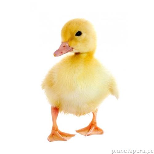 Venta de pollos Bb cobb500 criollos patos en Puente Piedra