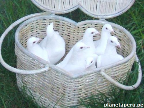 Palomas Blancas Perú Alquilamos En Lima Perú en Ate: teléfono